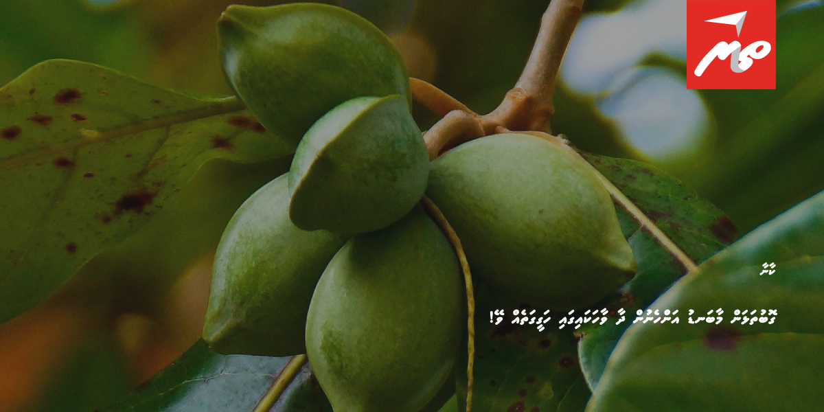 Gobu thalhan maaban'du anhenun dhaa vahakaigaa hageegatheh vey!